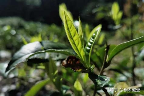 荒野老树独特枞韵 百年野茶老枞红茶 知乎
