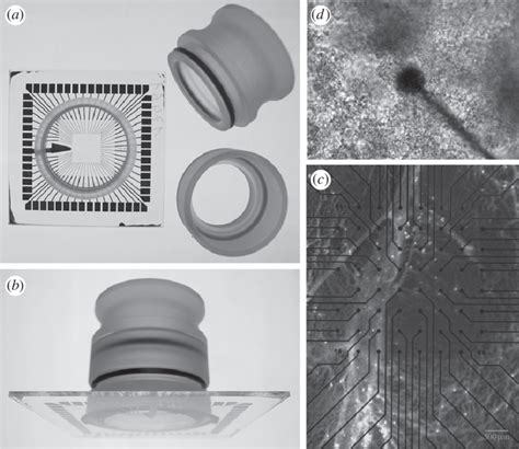 The Mea Chip Used To Record The Electrical Activity Of Growing