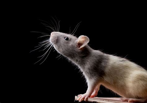 What Is Cephalization Definition And Examples