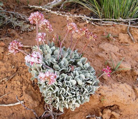 Eriogonum Species At Beverly Browning Blog