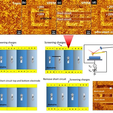 Exclusion Of Screening Charge Effect A Topographic Image Of The Btf