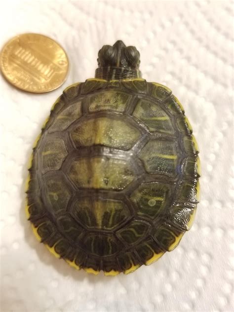 Shell Rot Specs Below R Turtle