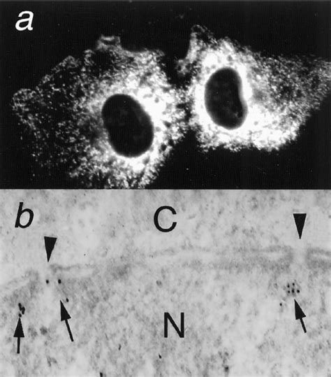 Cellular Localization Of Fmrp In Hela Cells A Indirect