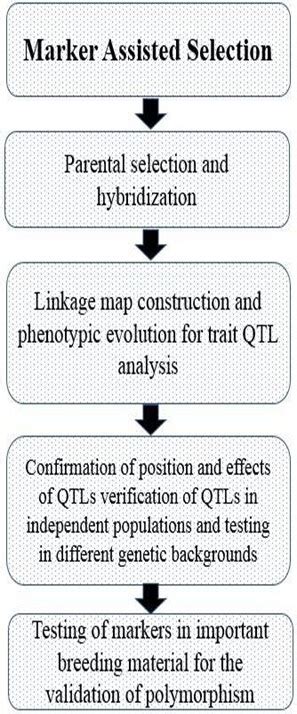 Molecular Markers And Marker Assisted Breeding In Agriculture