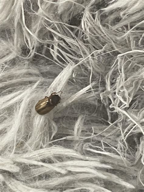 What Kind Of Bug Is This Rbugidentification