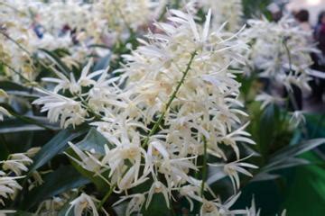 GKZ植物事典デンドロビウムジェネシイジェネシイ
