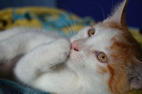 Maxfields Blogg Lilla Katten Tintin