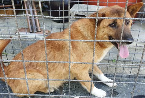 경남 창녕 부곡면 수다리에서 노랑색 강아지 발견 보호