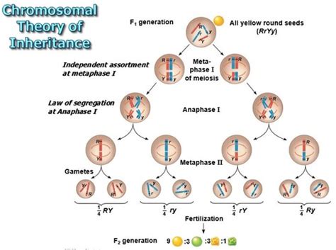 Chapter 15 The Chromosomal Basis Of Inheritance Flashcards Quizlet