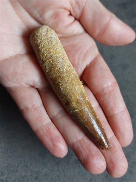 Mooie Tand Van Spinosaurus Spinosaurus Aegyptiacus 95 Mm Catawiki