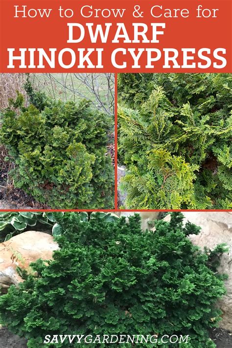 Dwarf Hinoki Cypress A Compact Evergreen For Year Round Beauty