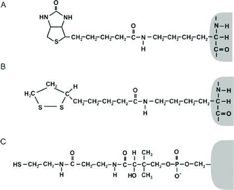 23 Examples Of Exterior Area Structures A Biotin Binding Domain B Download Scientific