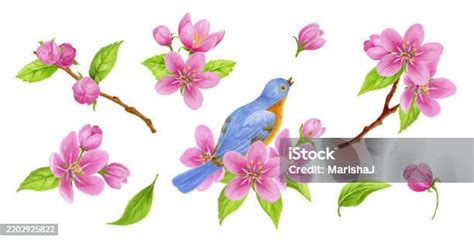 사과 나무 꽃 새싹 녹색 잎 및 나뭇 가지에 앉아있는 새로 구성된 봄 요소 세트 인사말 카드 또는 초대를 위한 수채화 클립 아트 0명에 대한 스톡 벡터 아트 및 기타 이미지