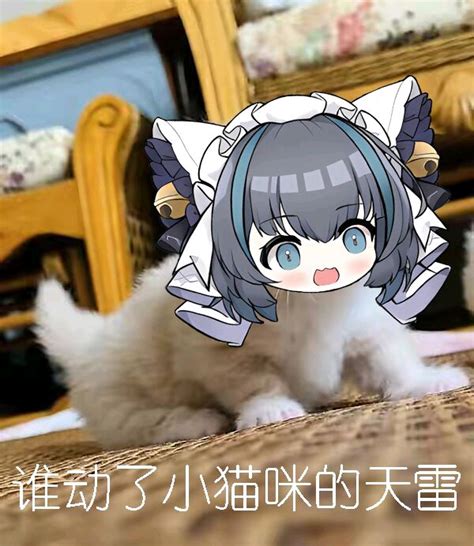 柴郡猫猫表情包【第七期】 ≖ ≖ 哔哩哔哩