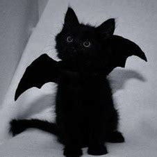 Black Cats Pfp Collection