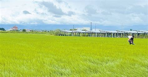 公糧價格12年未調漲成本卻大增 稻農怨「種稻利潤愈來愈低」