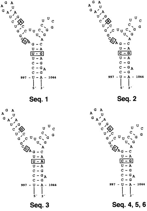 Secondary Structures Of Highly Variable Region V6 Of 16s Rrna Molecules Download Scientific