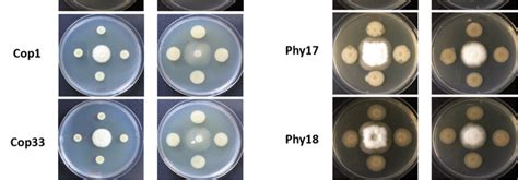 In Vitro Antagonistic Activity Of Pseudomonas Simiae Picf7 And Its