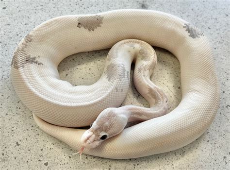 ♂ Pastel Gray Matter Ball Python By Next Generation Morphs