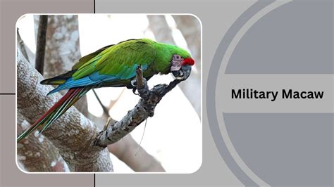 17 Types Of Macaws Different Species Identification With Name