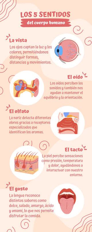 Plantillas De Cuerpo Humano Gratis Y Personalizables Canva