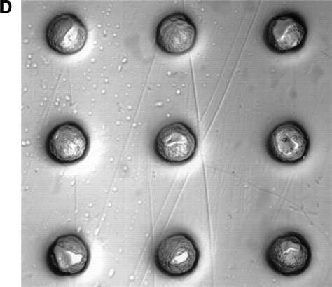 High Density Cell Microarrays For Parallel Functional Determinations