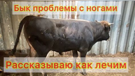 Откорм бычков Проблемы с ногами лечим быка копыта ивермек болезнь Youtube