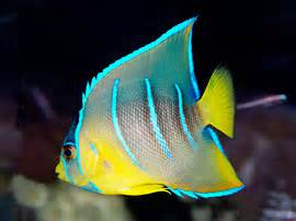 タウンゼントエンゼル MS 海水魚専門店 ceppo onlinestore