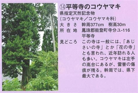 石川の巨樹紹介 石川県巨樹の会