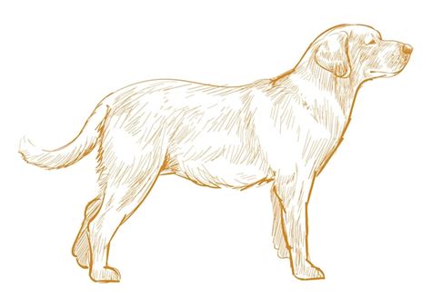 Иллюстрация эскиза собаки лабрадора на прозрачном фоне Премиум Фото