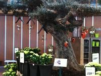Discover 27 Plantorama Ideer And Furniture Sets Ideas Outdoor