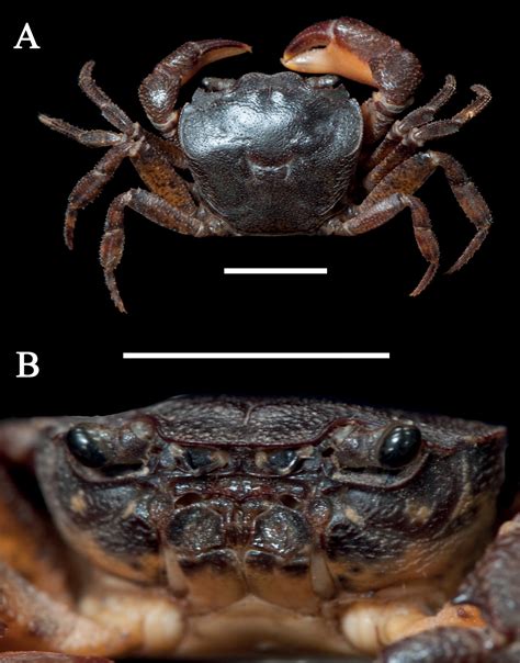 Cephalothorax Crab