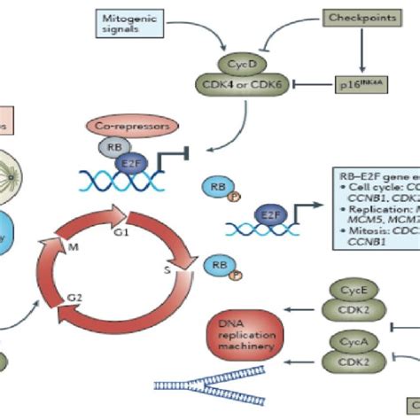 Structural Biology Of Cyclin Dependent Kinase And Cyclin Take Cdk2 And Download Scientific
