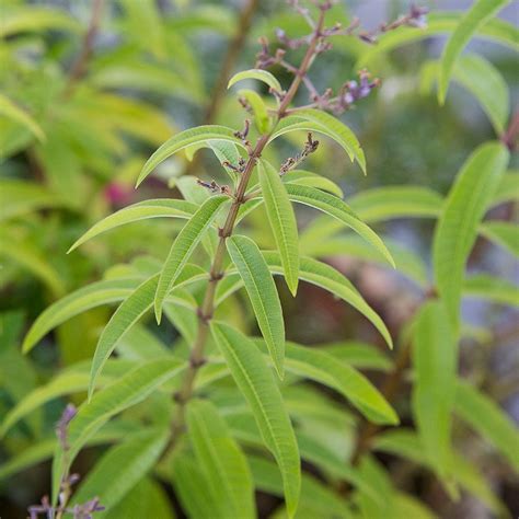 Lemon Verbena White Flower Farm