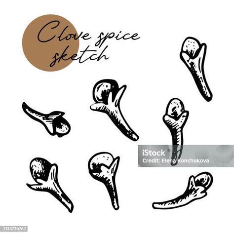 수제 정향 조미료 조각 스타일의 벡터 향기로운 성분 말린 새싹 정향나무의 꽃 흰색 바탕에 잉크로 그려진 조미료 로고 포장 라벨의 일러스트레이션 세트입니다 건강한 식생활에