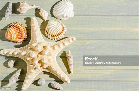 나무 배경에 불가사리와 조개 바다에서 여름 휴가의 개념 공간을 복사합니다 0명에 대한 스톡 사진 및 기타 이미지 0명 갑각류 개념 Istock