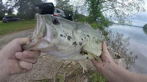 Big Basslive Bluegill Pardon The Iaconelli Yell Youtube