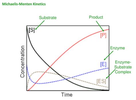 Lecture 10 Enzyme Kinetics Part 2 Flashcards Quizlet