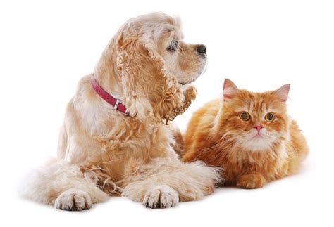 El Cocker Spaniel Americano Y El Gato Rojo Juntos Aislados En Blanco