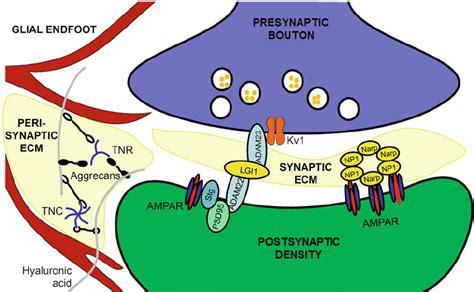 The Structure Of The Tetrapartite Synapse Including Pre And