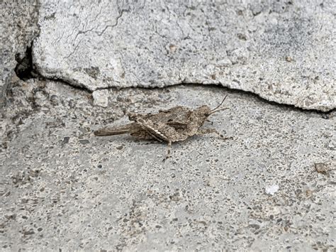 Whats This Grasshopper Like Jumps Like One Too Insect About 15cm