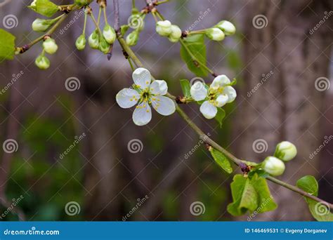 Sprig Of Cherry With A Blossoming Flower Stock Image Image Of Blossom