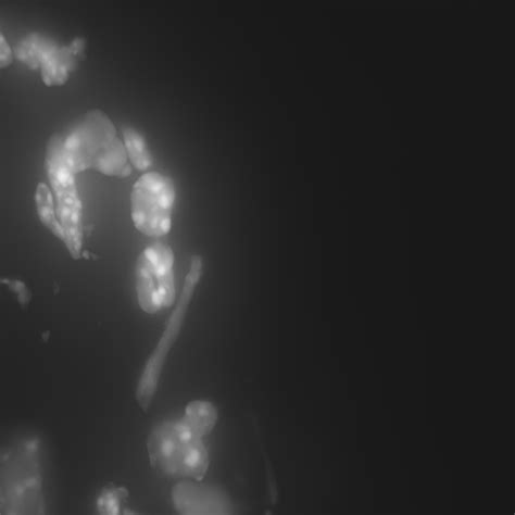 Attribute Error Version Issue Shapely Shapely GitHub