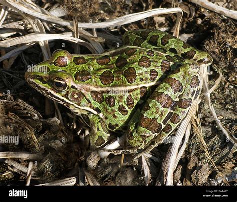 Leopard Frog Grass Frog Rana Pipiens La Grenouille Leopard Ontarion