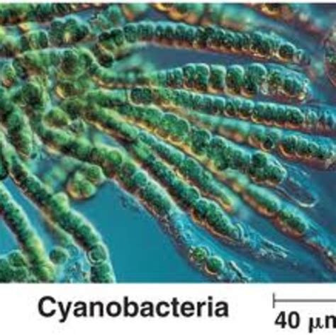 Life Cyclereproduction Cyanobacteria
