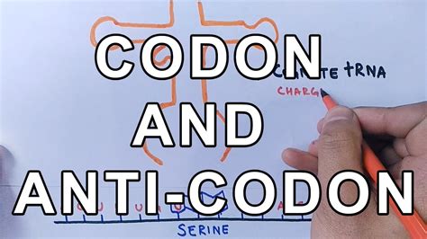 Codon Definition