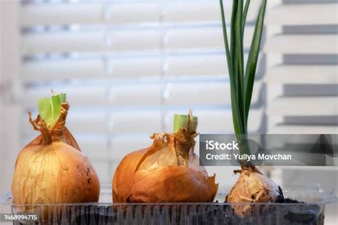 창틀에 어린 양파의 정원 창턱에 양파 재배 집에서 신선한 파 실내 파의 신선한 콩나물 0명에 대한 스톡 사진 및 기타 이미지 0명 가정 생활 계절 Istock