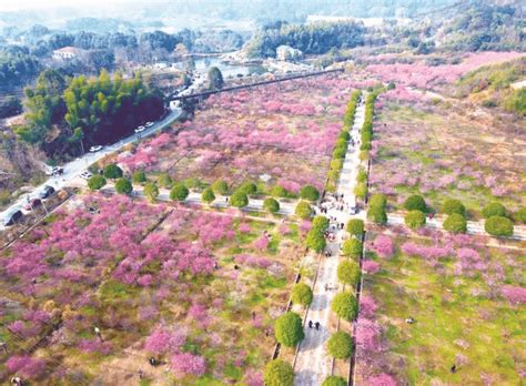 【本地】免费开放！长沙县这里藏着百亩梅花林，目测要火→北山镇植物园朋友