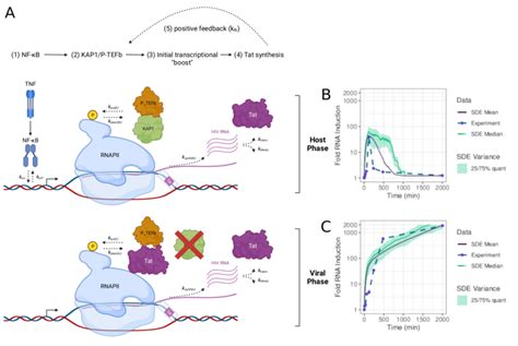 Mathematical Model Of The Host And Viral Phases Of The Hiv 1 Download Scientific Diagram