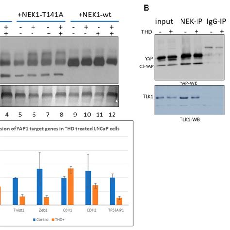 A The Expression Of Yes Associated Protein Yap Was Regulated By